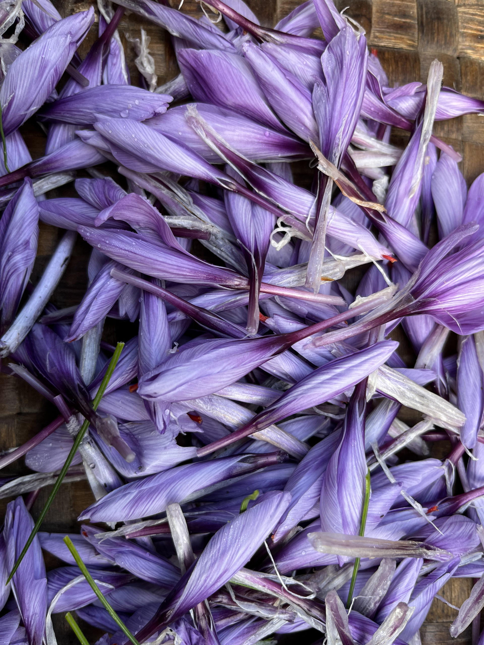 A Rhinebeck Saffron Farmer – DirtyGaia